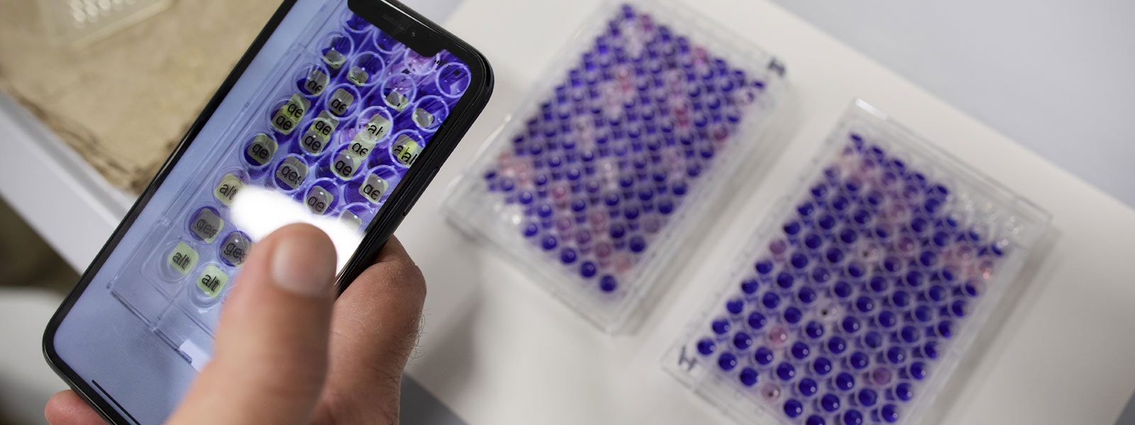 seedalive - rapid germination test for plant seeds